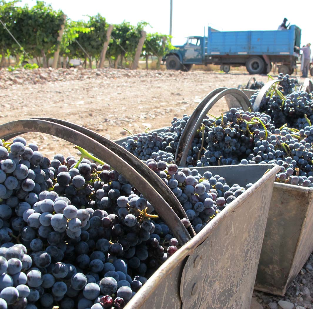Hands-on Wine Harvest Tour - Ampora Wine Tours Mendoza